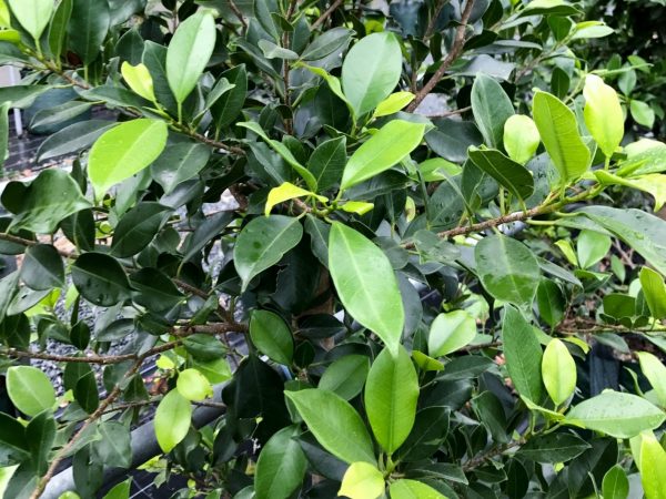 Ficus Flash - Plants for Spaces