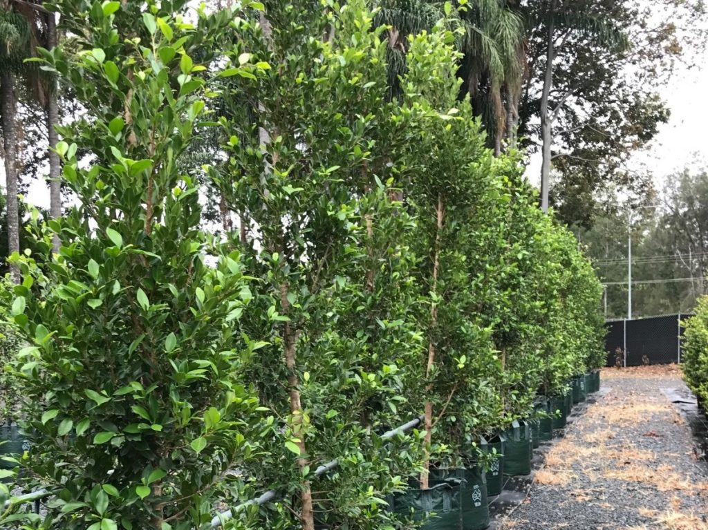 Ficus Flash - Plants for Spaces