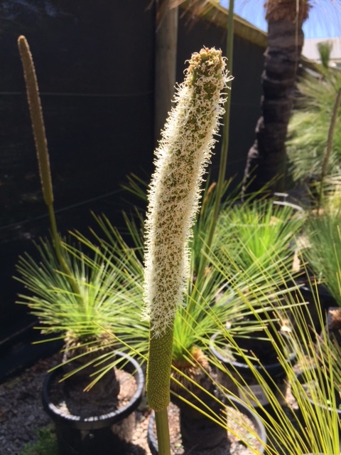 Grass Tree - Plants for Spaces