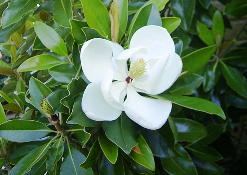 Magnolia Kay Parris - Plants for Spaces