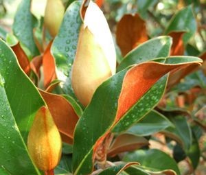 Magnolia Kay Parris - Plants for Spaces