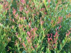 Lilly Pilly Minor - Plants for Spaces