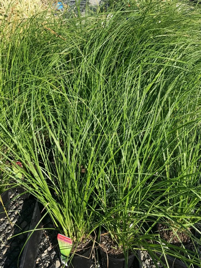Carex Tall Sedge - Plants for Spaces