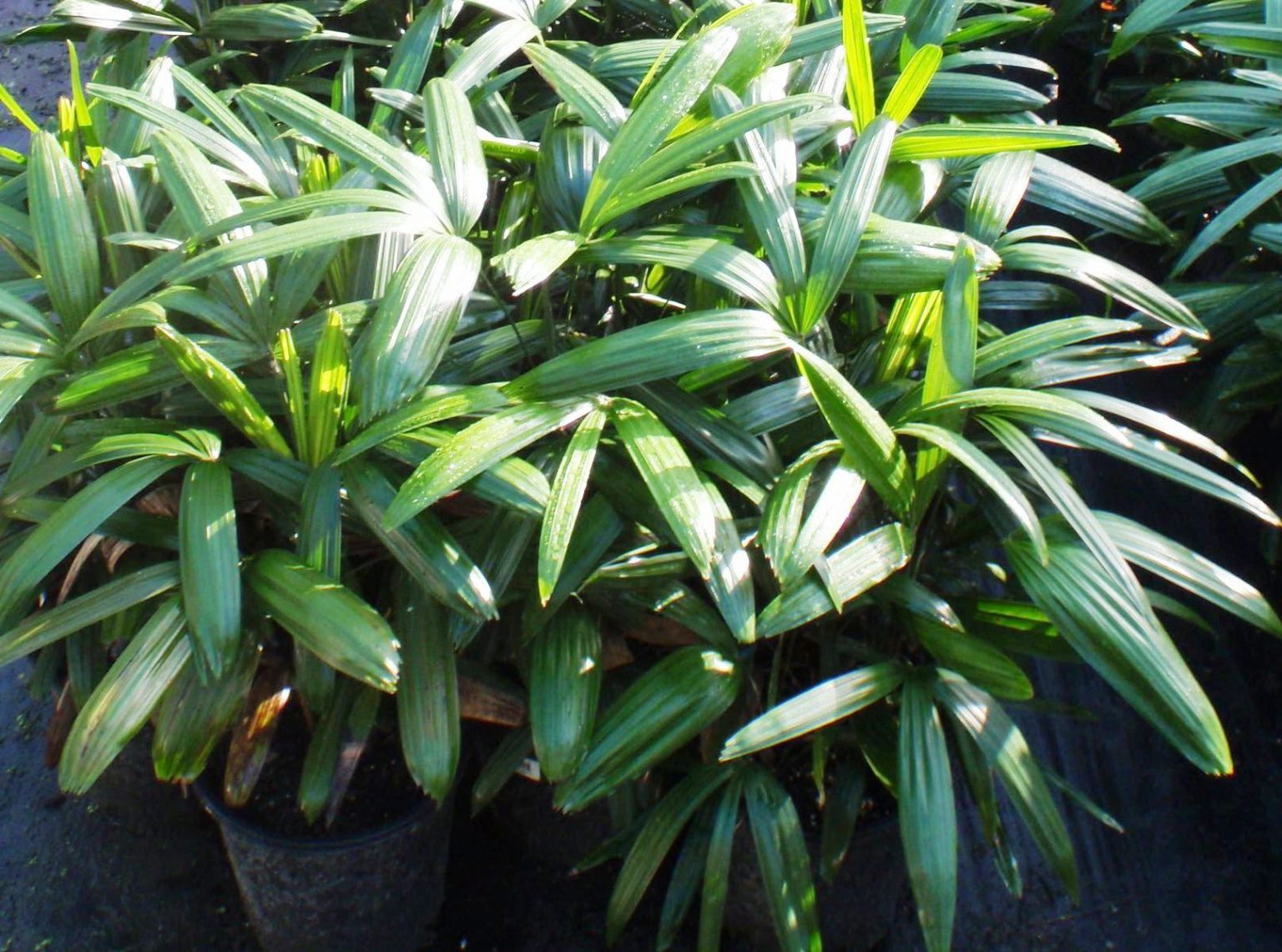 Lady Palm - Plants for Spaces