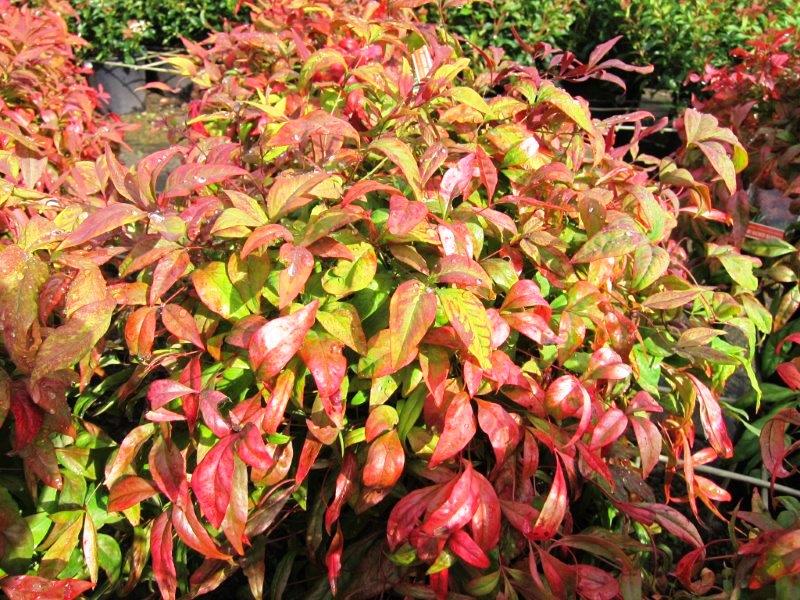 Nandina Dwarf - Plants for Spaces