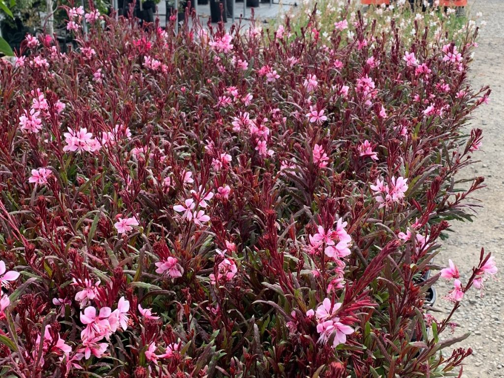 Gaura Belleza Dark Pink - Plants for Spaces