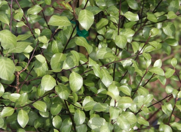 Pittosporum Silver Sheen - Plants for Spaces