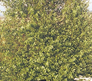 Pittosporum Silver Sheen - Plants for Spaces