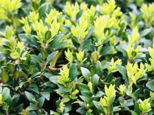 English Box - Plants for Spaces