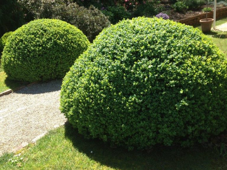 English Box Balls - Plants for Spaces