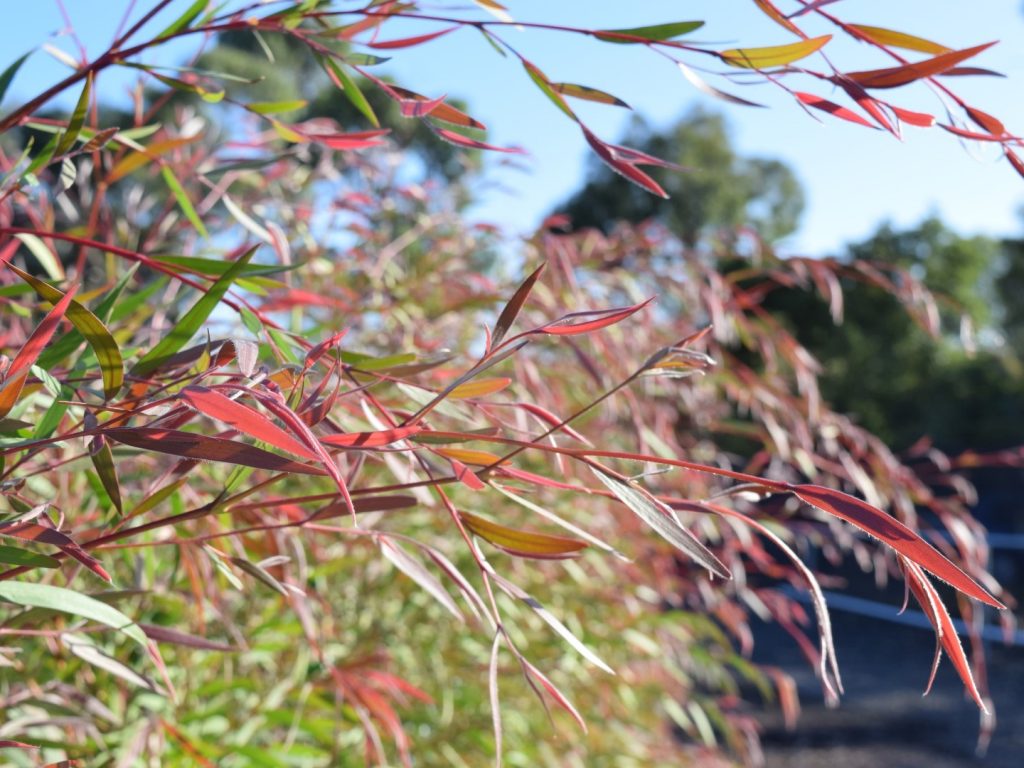 Willow Myrtle - Plants for Spaces