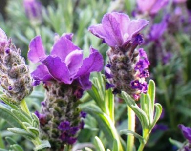 Italian Lavender Avonview - Plants for Spaces