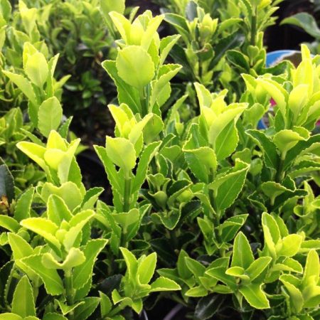 Japanese Spindle Bush Green Rocket - Plants for Spaces