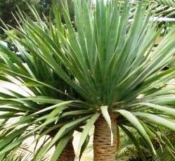 Dragon Tree - Plants for Spaces