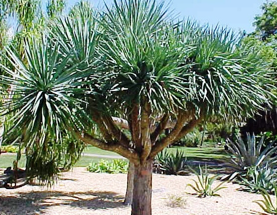 Dragon Tree - Plants for Spaces
