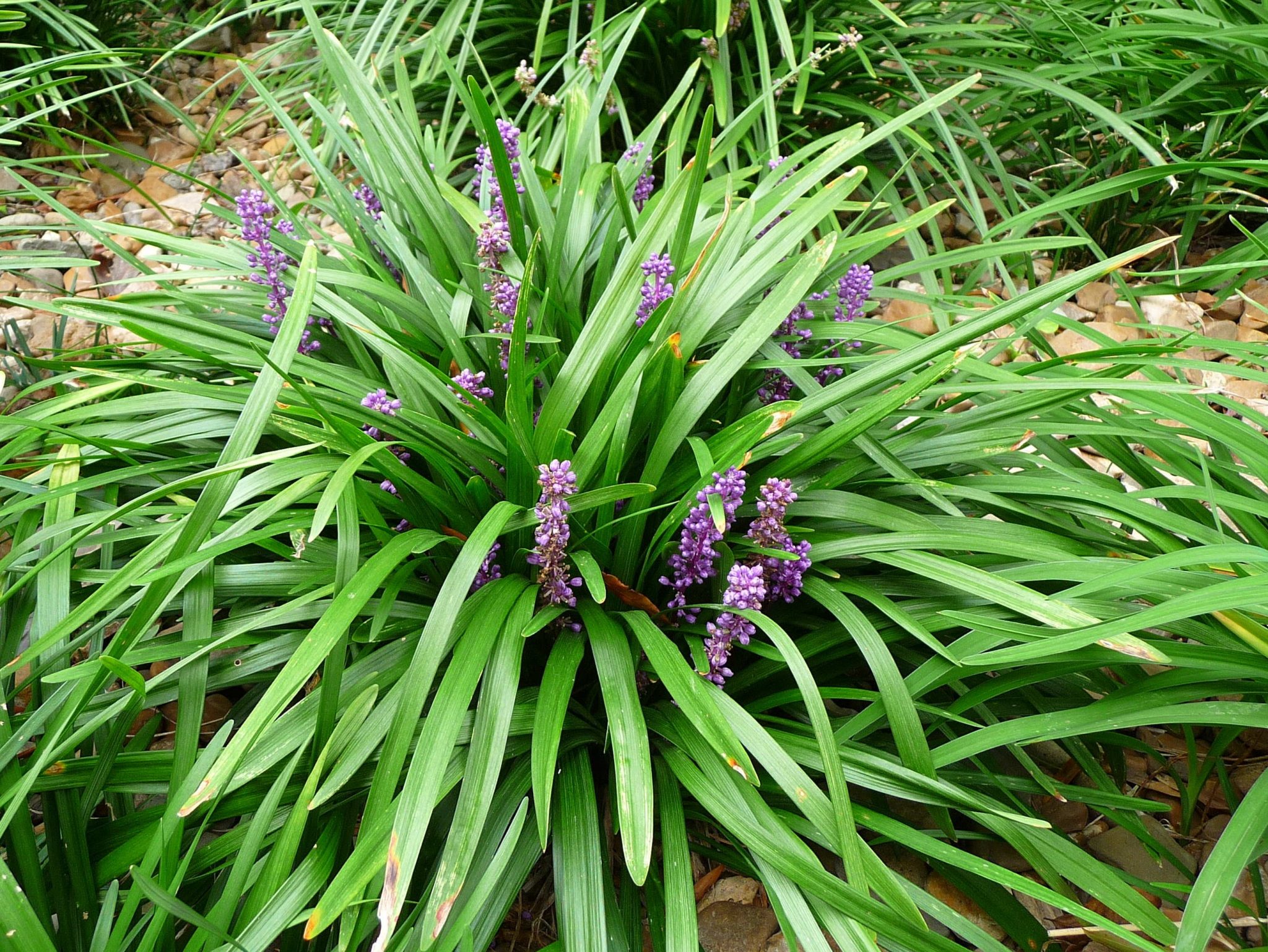 Liriope muscari - Plants for Spaces