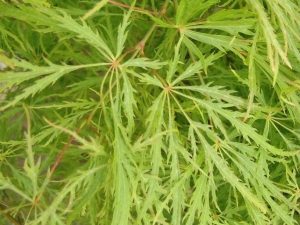 Weeping Japanese Maple Viridis - Plants for Spaces