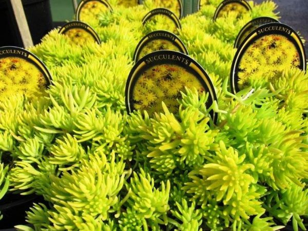 Sedum Gold Mound - Plants for Spaces