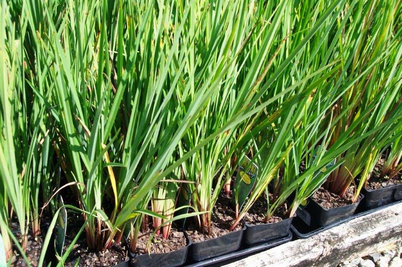 Dianella revoluta - Plants for Spaces
