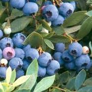 Blueberry Sunshine Blue - Plants for Spaces