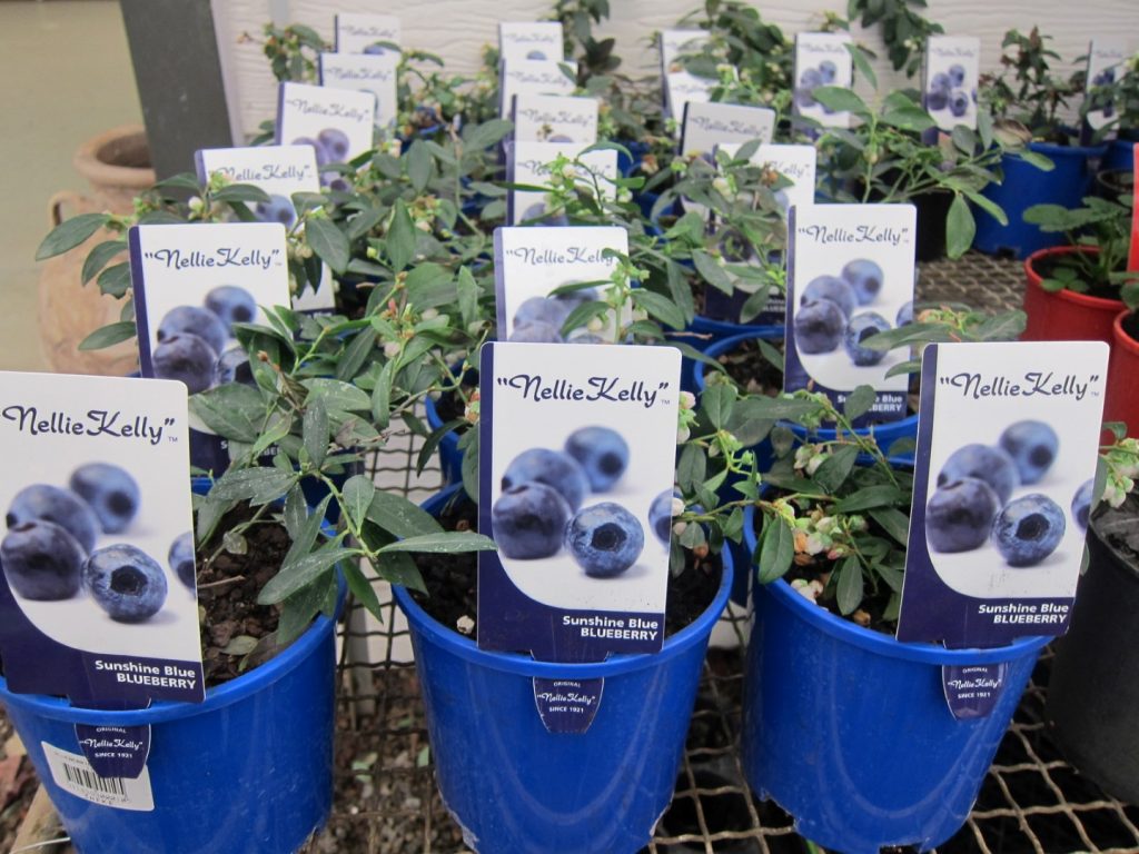 Blueberry Sunshine Blue - Plants for Spaces