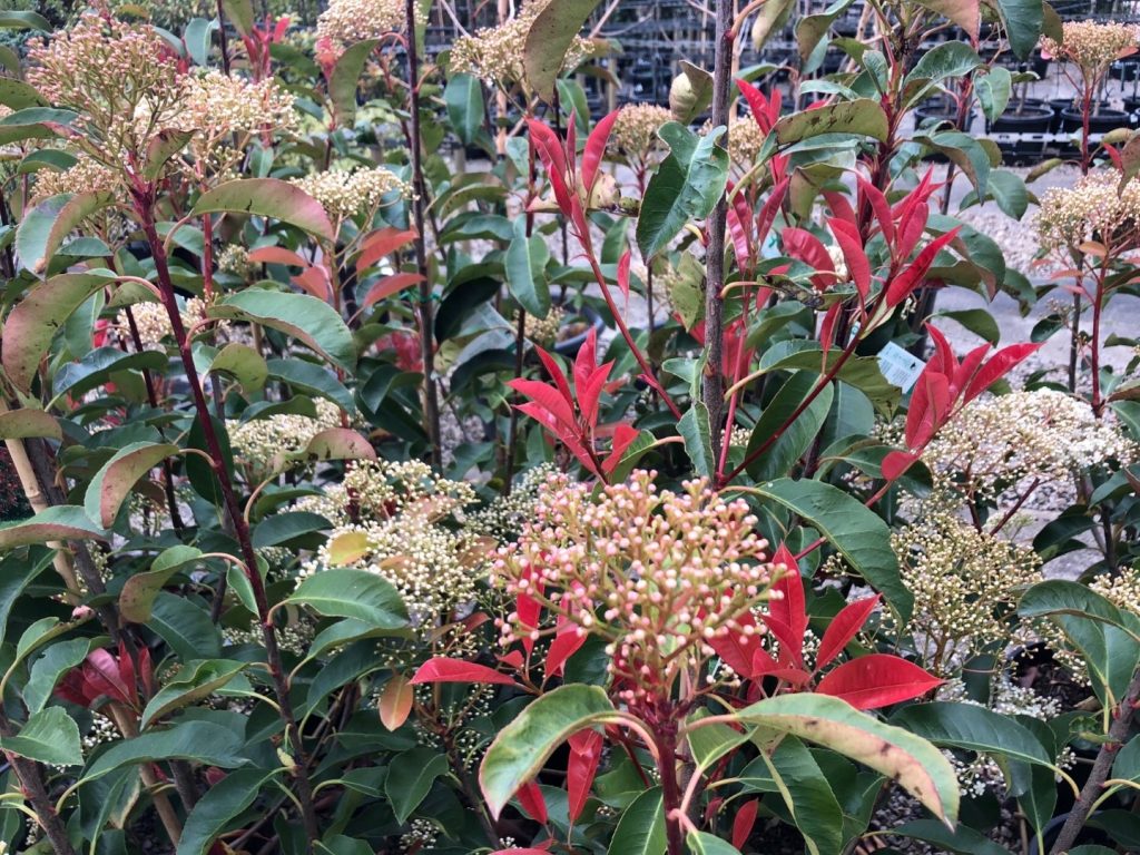 Red Leaved Photinia - Plants for Spaces
