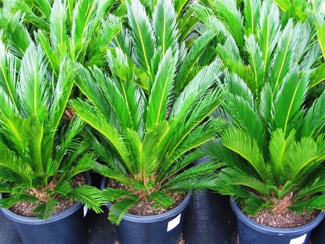Cycad - Plants for Spaces