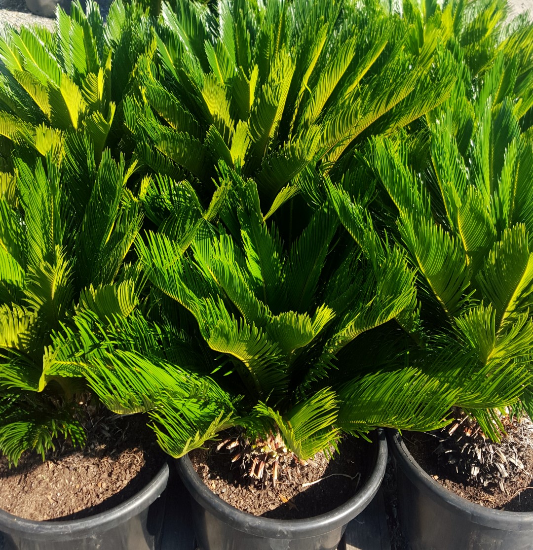 Cycad - Plants for Spaces