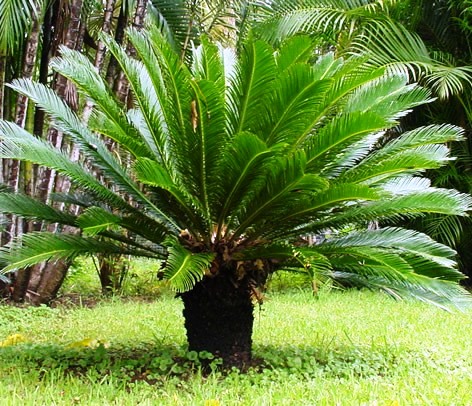 Cycad - Plants for Spaces
