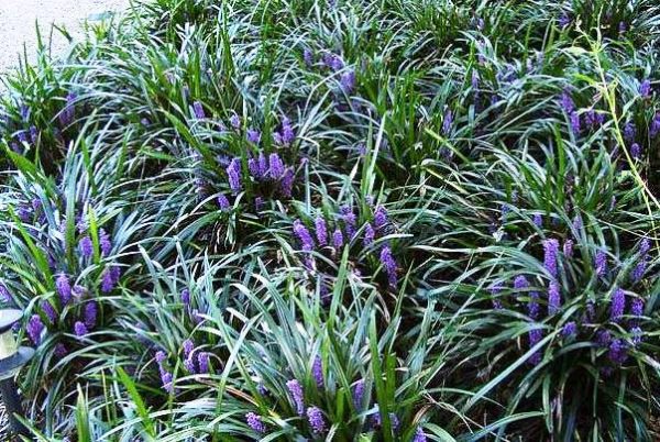 Liriope Royal Purple - Plants for Spaces