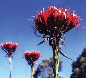 Gymea Lily - Plants for Spaces