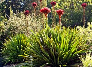 Gymea Lily - Plants for Spaces