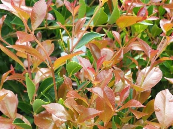 Lilly Pilly Firescreen - Plants for Spaces