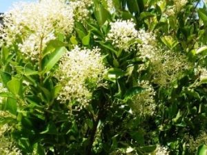 Lilly Pilly Firescreen - Plants for Spaces