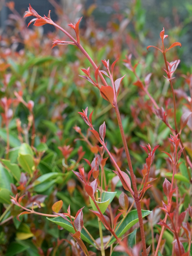 Lilly Pilly Firescreen - Plants for Spaces