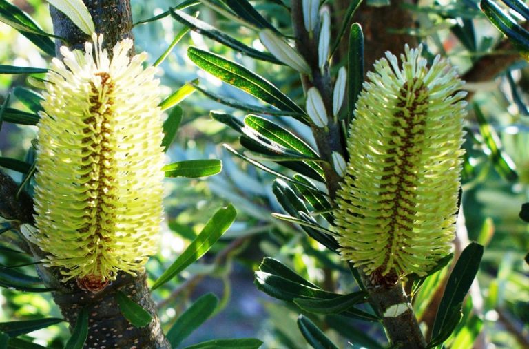 Silver Banksia - Plants for Spaces