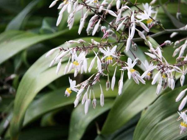 New Zealand Rock Lily - Plants for Spaces