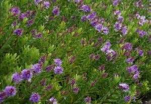 Hebe Inspiration - Plants for Spaces