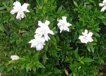 Gardenia Radicans - Plants for Spaces