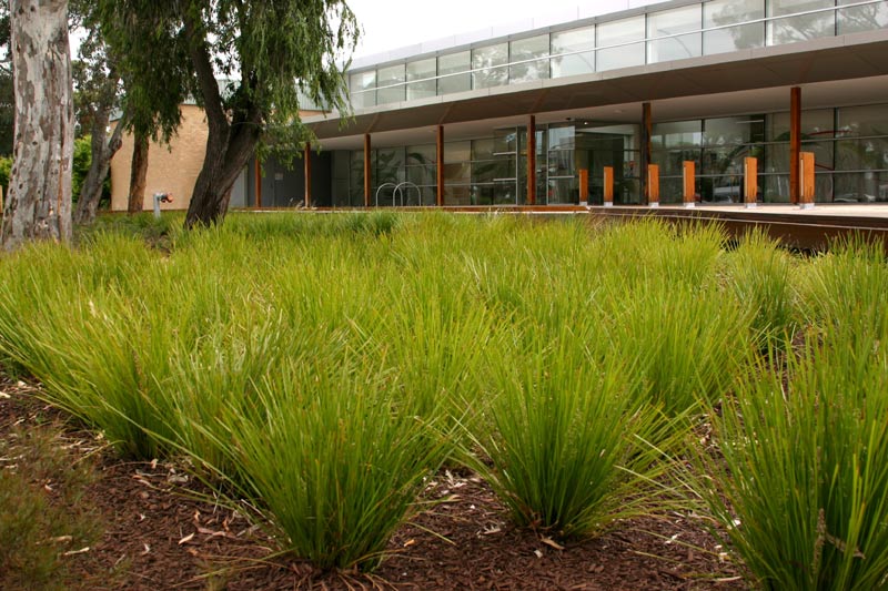 Lomandra Lime Tuff - Plants for Spaces