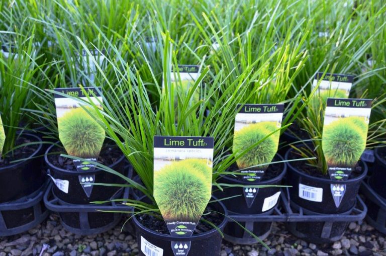 Lomandra Lime Tuff - Plants for Spaces