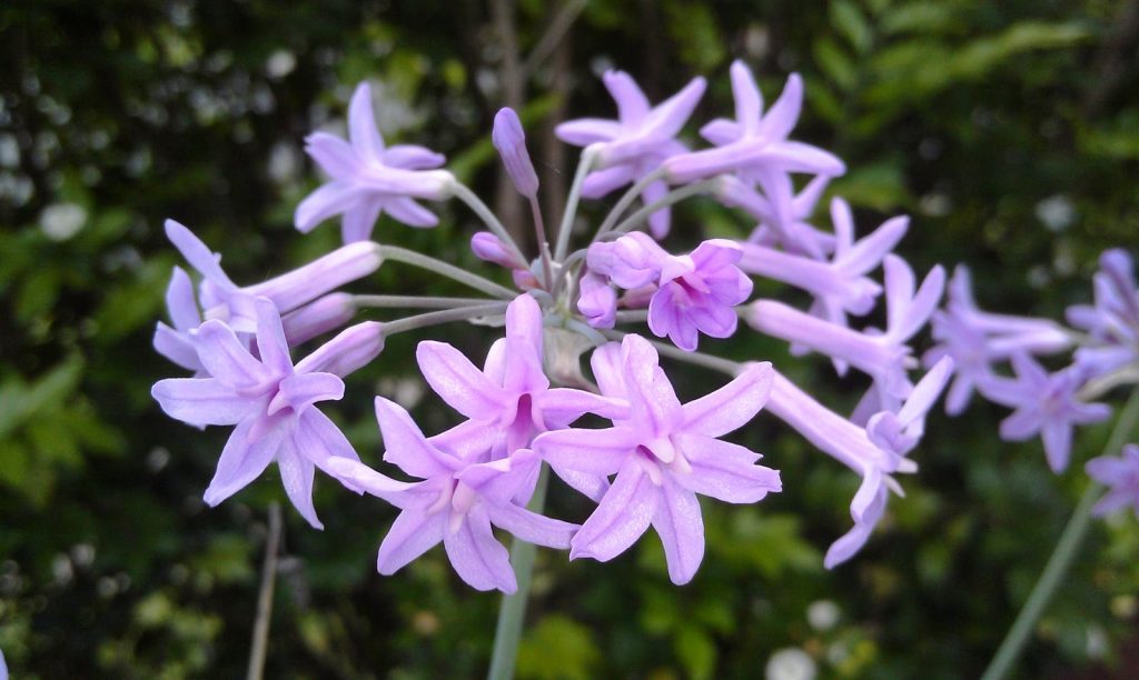 Society Garlic - Plants for Spaces