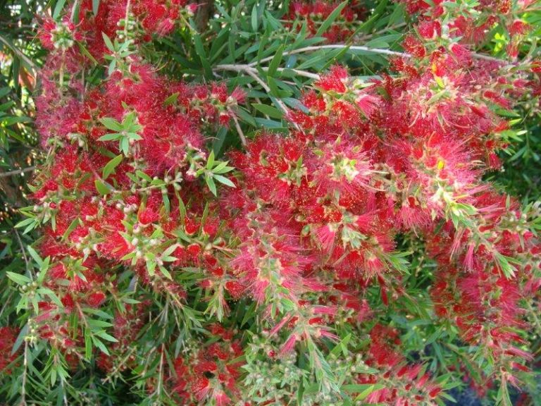 Callistemon - Bottlebrush - Plants for Spaces