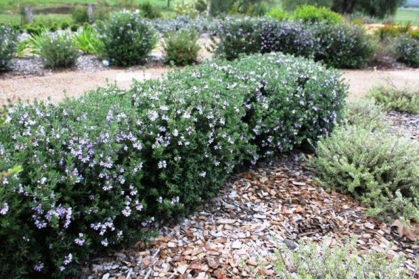 Coastal Rosemary Aussie Box - Plants for Spaces