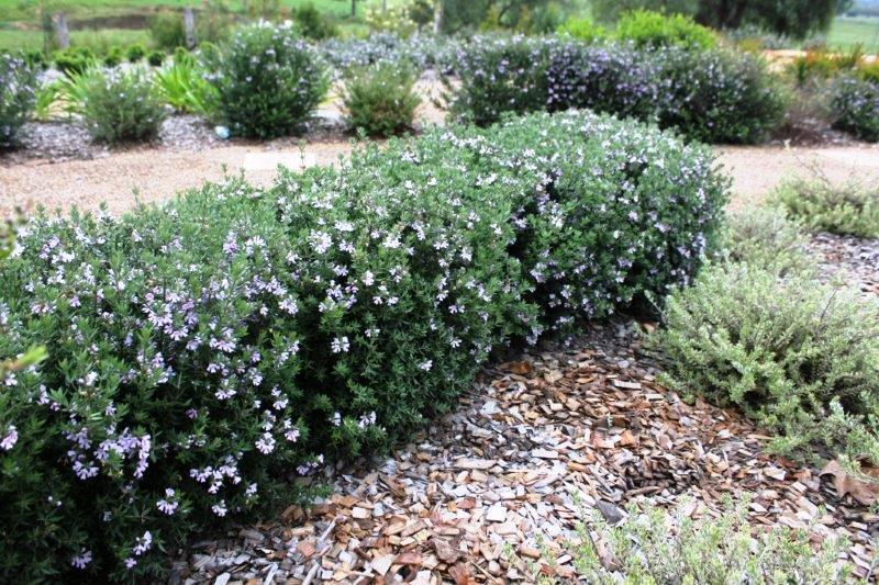 Coastal Rosemary Aussie Box - Plants for Spaces