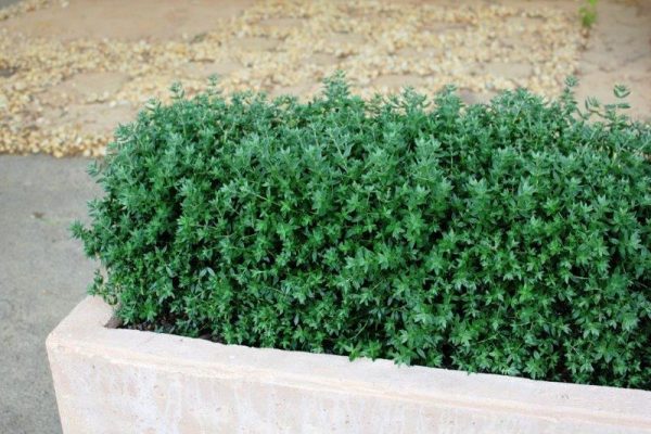 Coastal Rosemary Aussie Box - Plants for Spaces