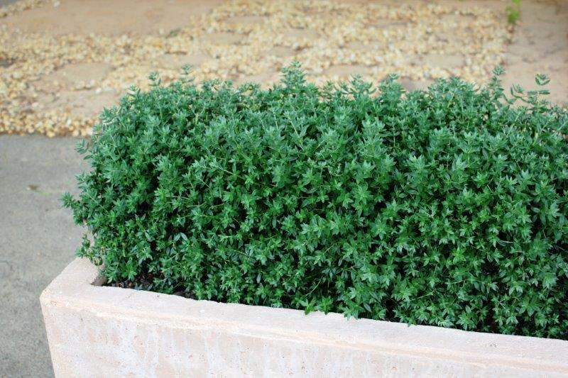 Coastal Rosemary Aussie Box - Plants for Spaces