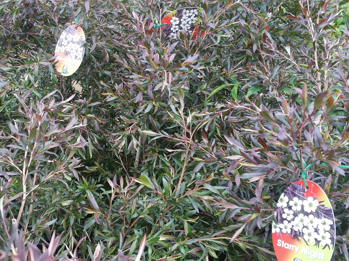 Tea Tree Starry Night - Plants for Spaces