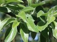 Snow Pear - Plants for Spaces