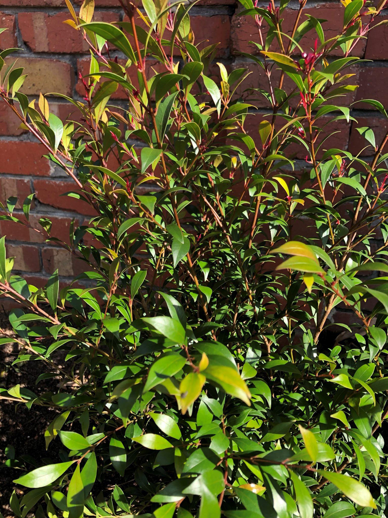 Lilly Pilly Cherry Surprise (Colourful Compact Hedge) - Plants for Spaces